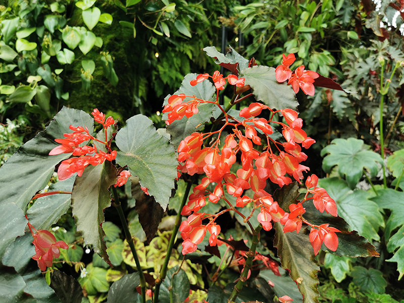 Sample images (cont'd) : Samsung Galaxy S20 Ultra camera review: 108MP ...