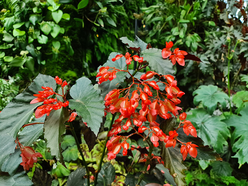 Sample images (cont'd) : Samsung Galaxy S20 Ultra camera review: 108MP ...